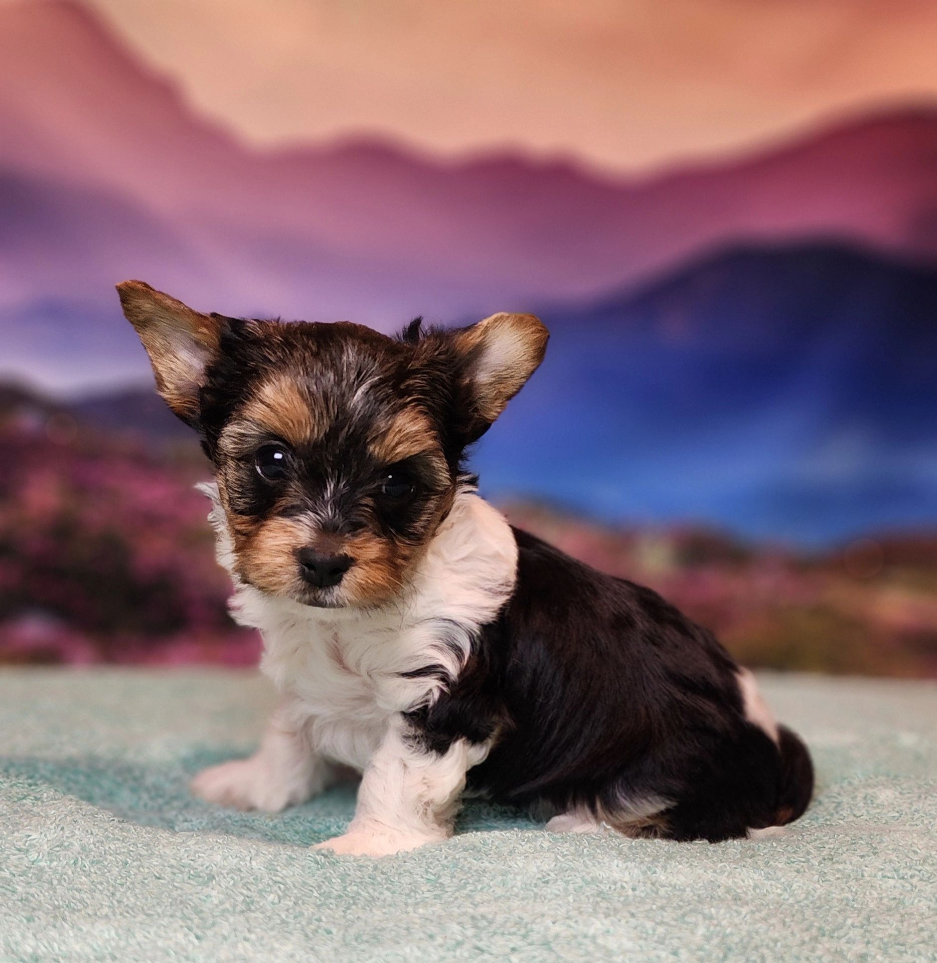 Available Puppies | Southeast Biewers