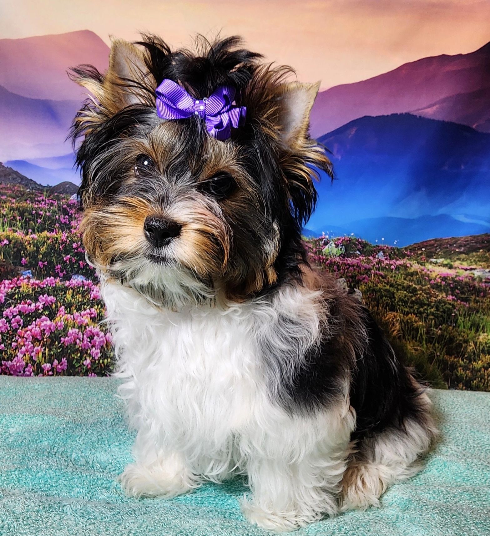 Available Puppies | Southeast Biewers