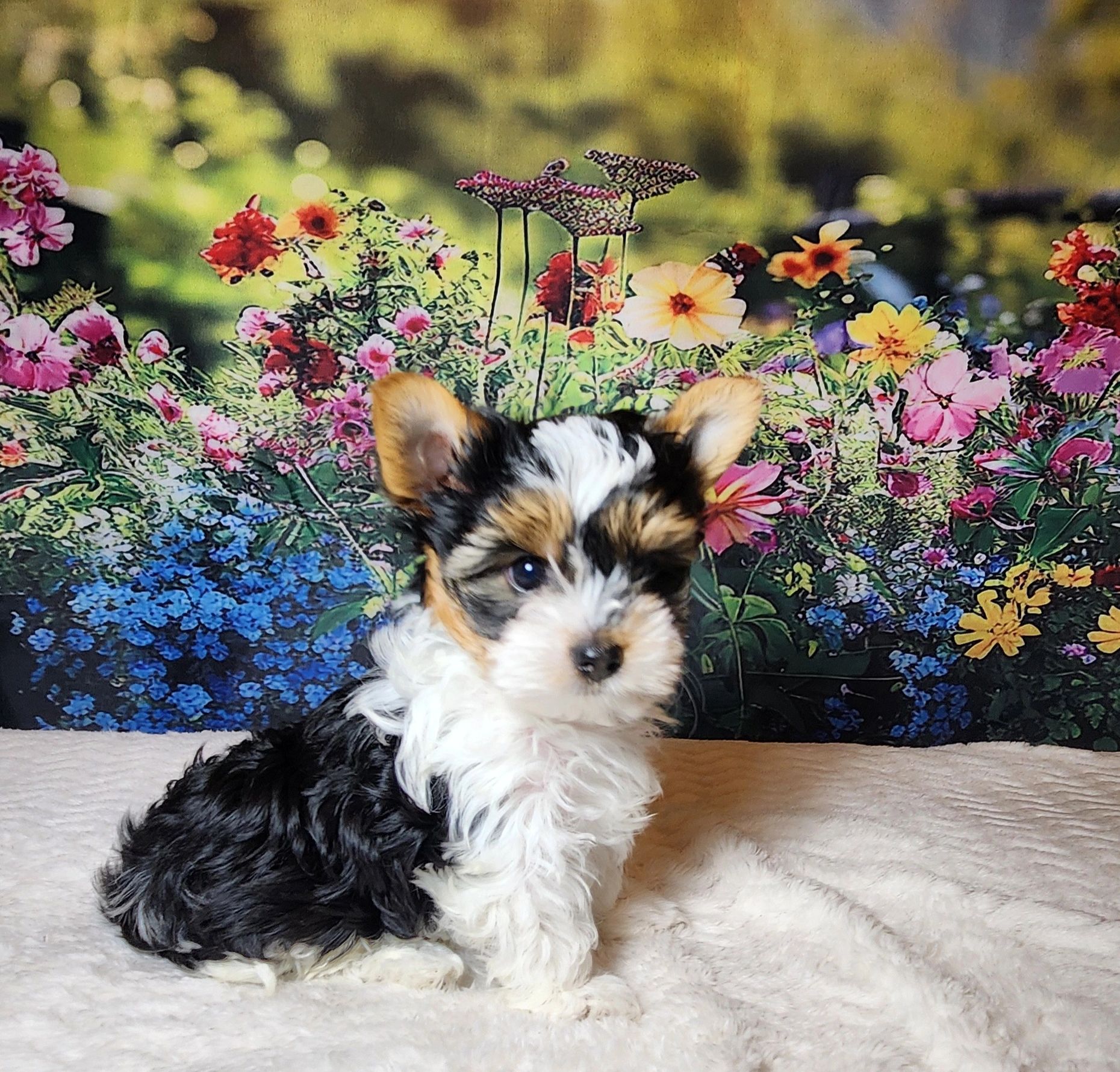 Available Puppies | Southeast Biewers