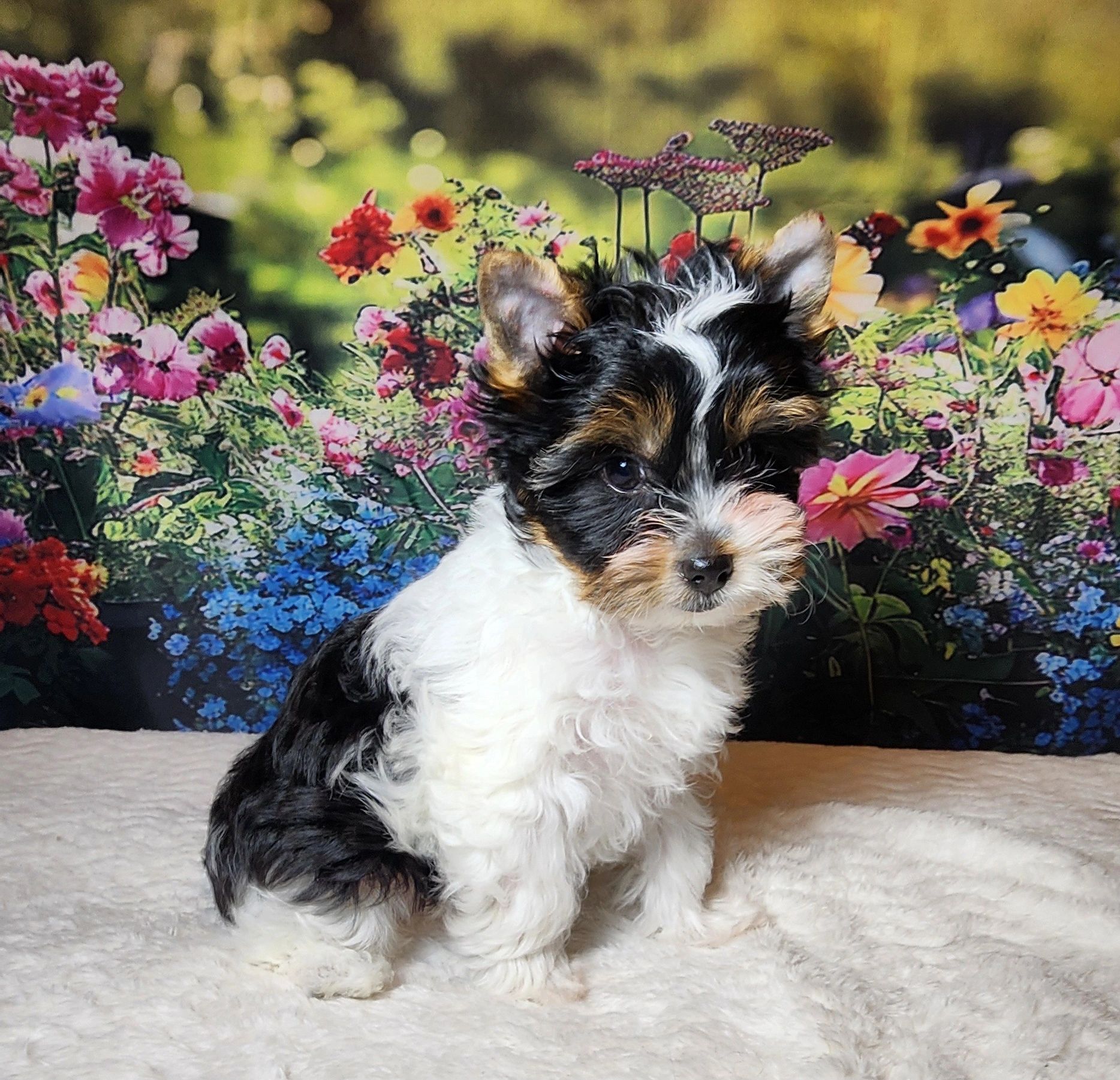 Available Puppies | Southeast Biewers