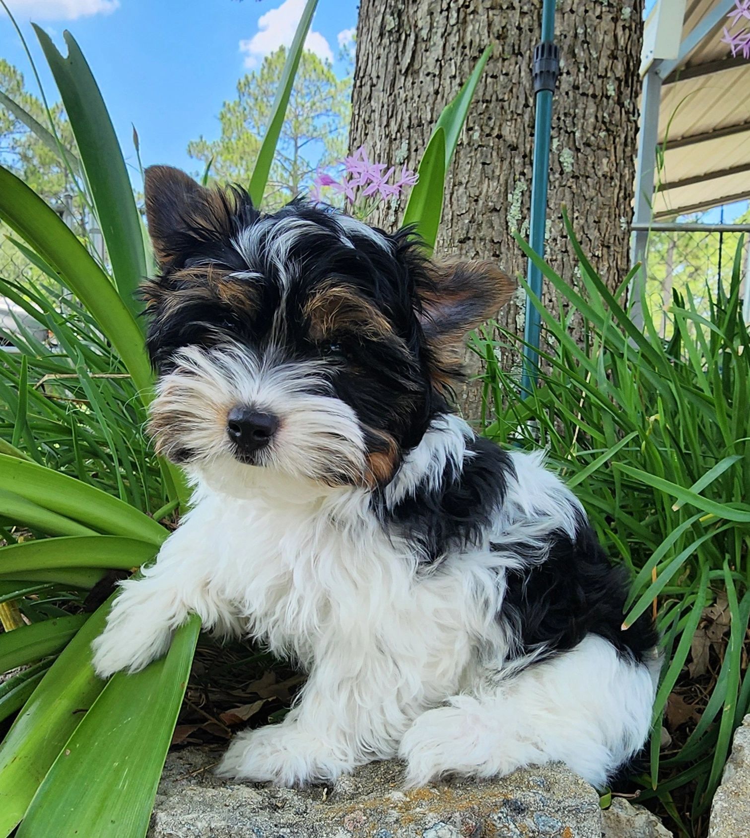Available Puppies | Southeast Biewers
