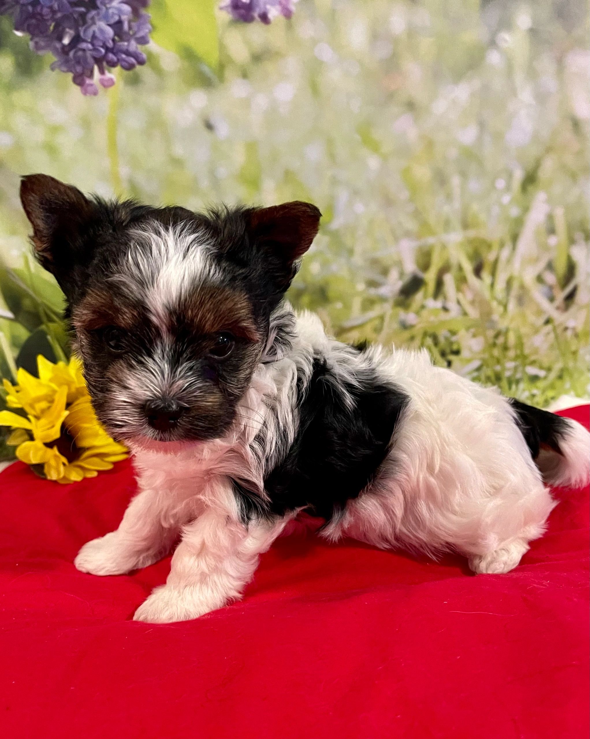 Available Puppies | Southeast Biewers