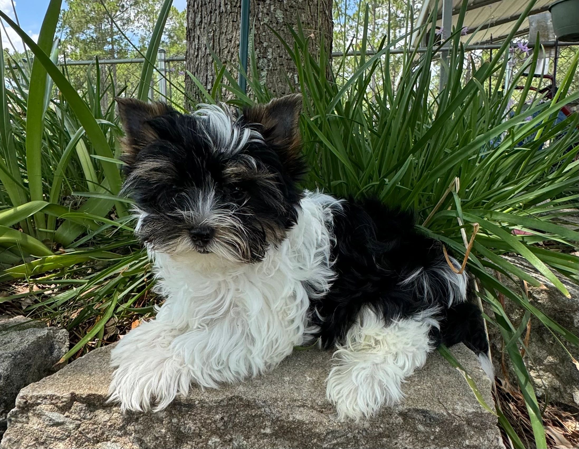 Available Puppies | Southeast Biewers