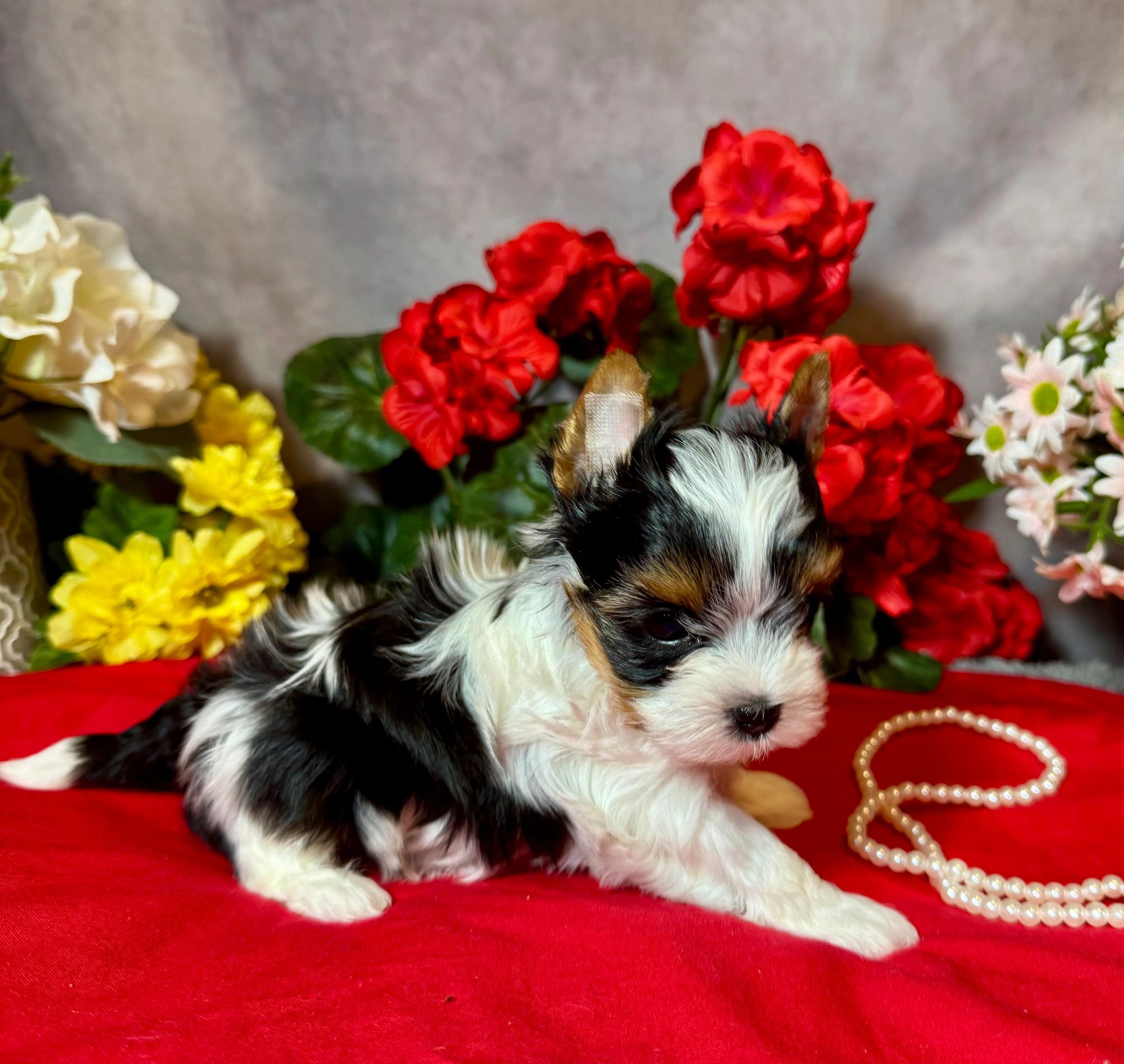 Available Puppies | Southeast Biewers