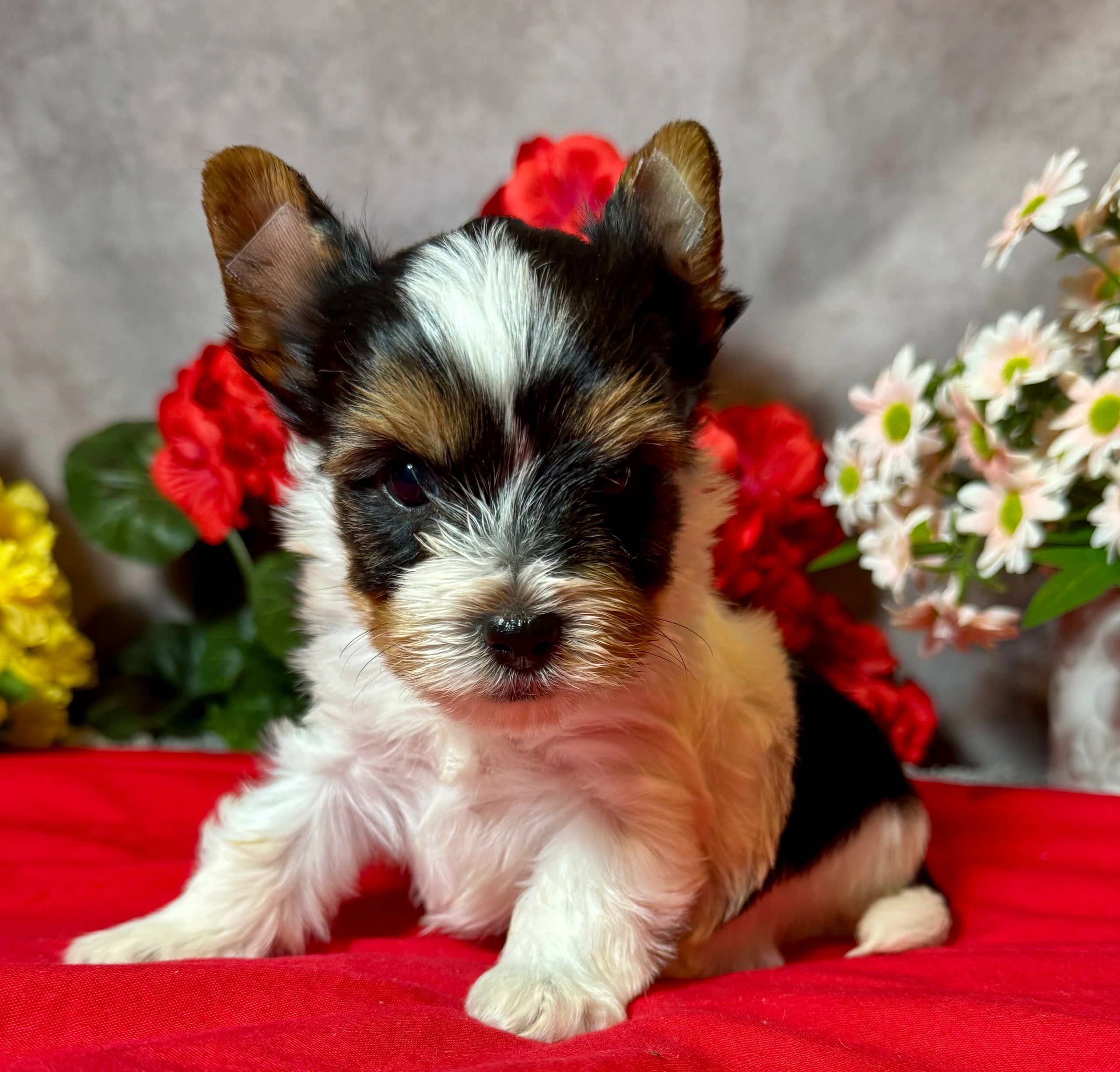 Available Puppies | Southeast Biewers