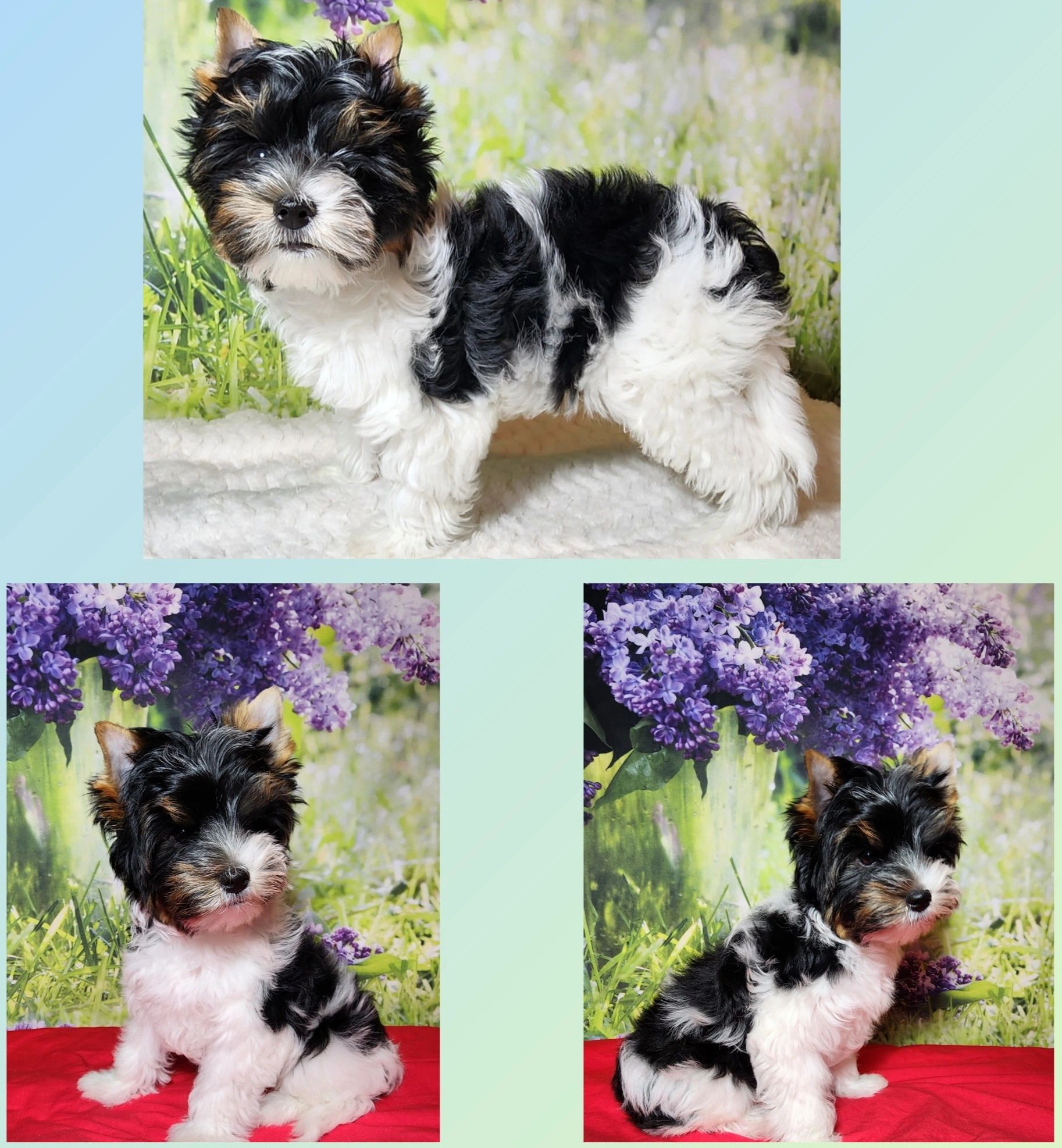 Available Puppies | Southeast Biewers