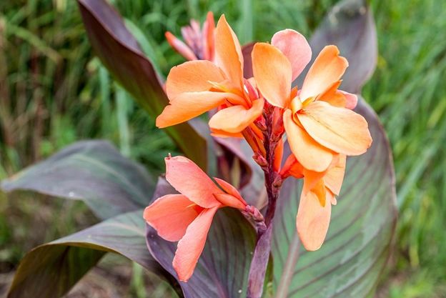 PPG Plant Highlights-Canna Lily (Canna x generalis)