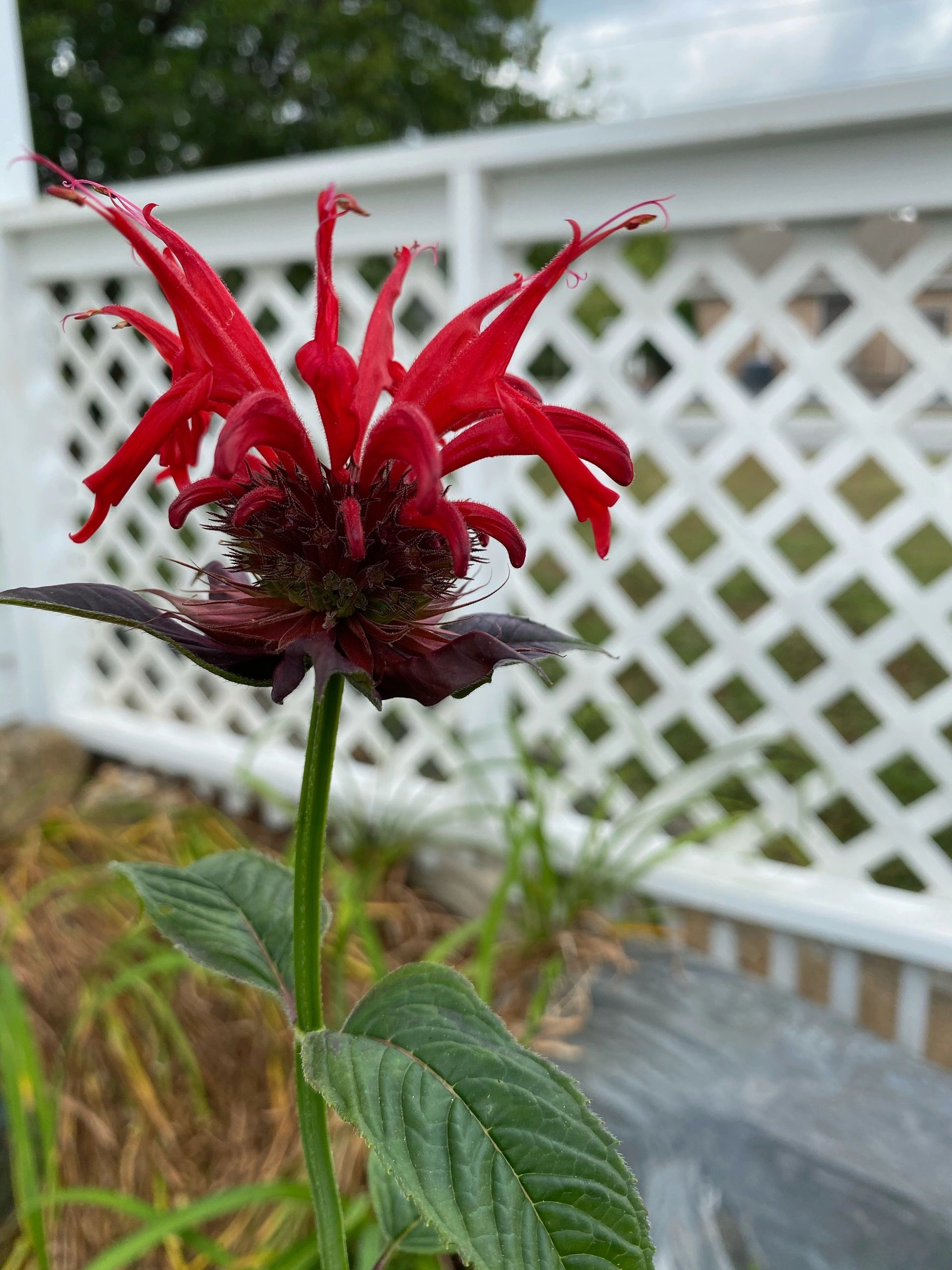 PPG Inspires DIY Home Gardens Around Town