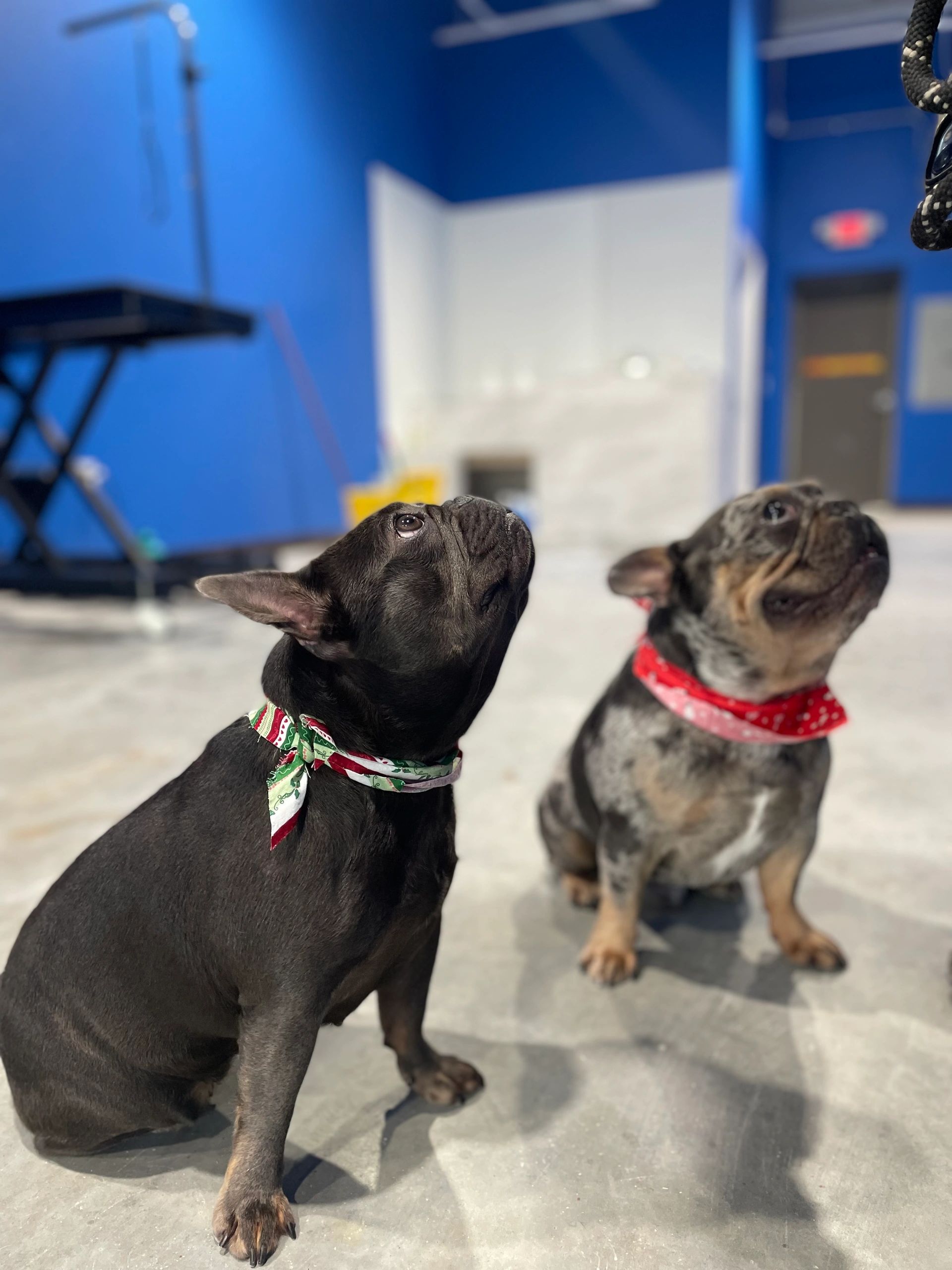 Professional Dog Grooming Services | Kennedys Pet Services