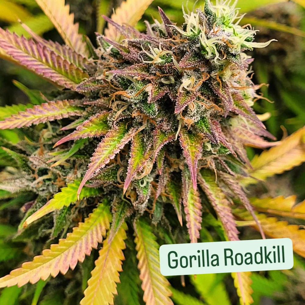 Skunk Seeds: Rare and Old School Cannabis, Hemp Seeds