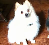 Cream Puffs - Pomeranian Puppies, Breeder, Georgia