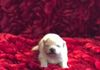 Cream Puffs - Pomeranian Puppies, Breeder, Georgia