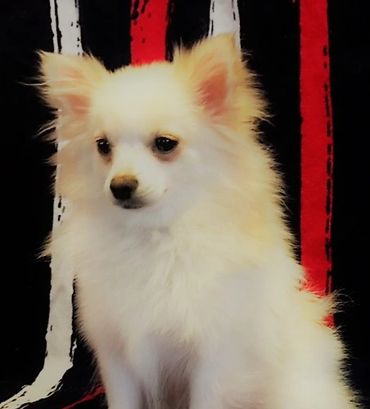 Pomeranian Puppies for Sale in Georgia - Cream Puffs
