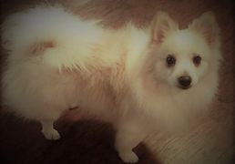 Cream Puffs - Pomeranian Puppies, Breeder, Georgia