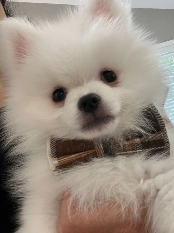 See Available Puppies - Cream Puffs Pomeranian Puppies