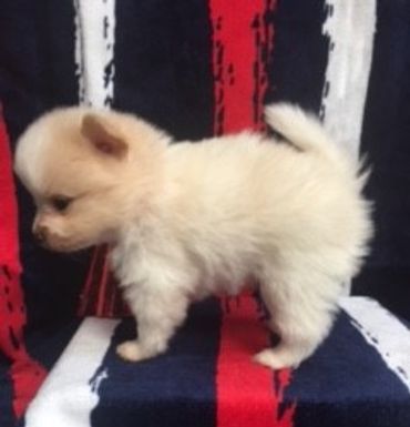 Pomeranian Puppies for Sale in Georgia - Cream Puffs