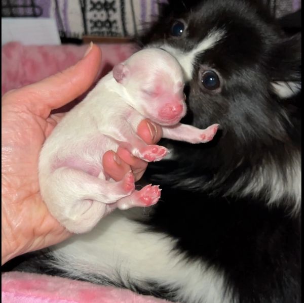 See Available Puppies - Cream Puffs Pomeranian Puppies