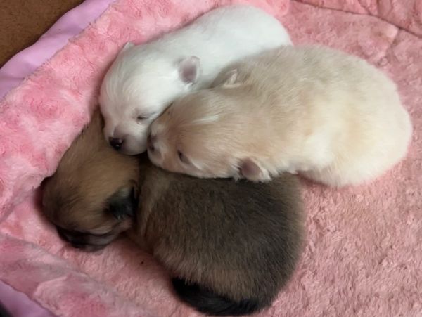 See Available Puppies - Cream Puffs Pomeranian Puppies