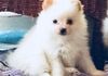 Pomeranian Puppies for Sale in Georgia - Cream Puffs