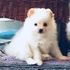 Pomeranian Puppies for Sale in Georgia - Cream Puffs