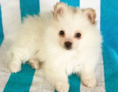 Cream Puffs - Pomeranian Puppies, Breeder, Georgia