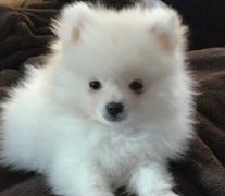Cream Puffs - Pomeranian Puppies, Breeder, Georgia