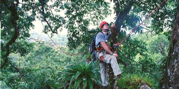 Tree Climbing | WildRice Adventures