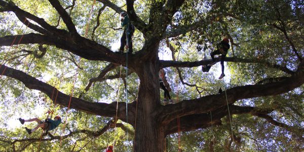 Tree Climbing | WildRice Adventures