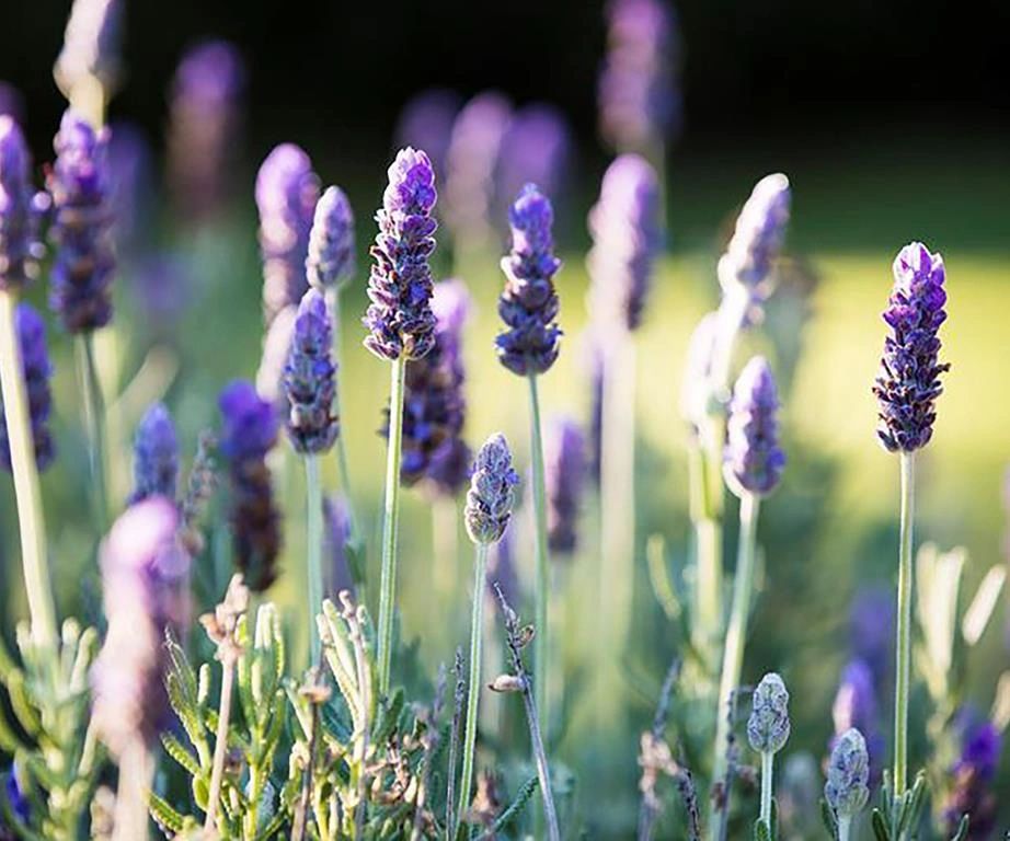 Abbon Health, High quality Aussie health products