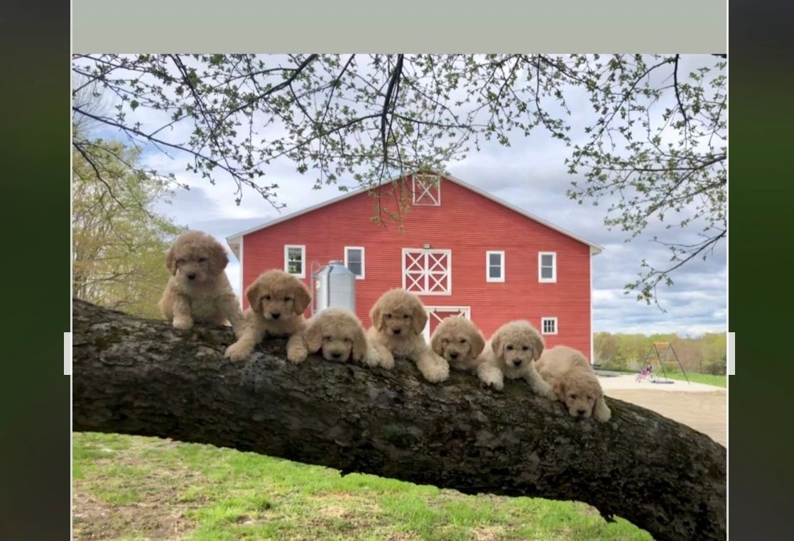 Dawn’s Doodles at Goudreau Farm - Home