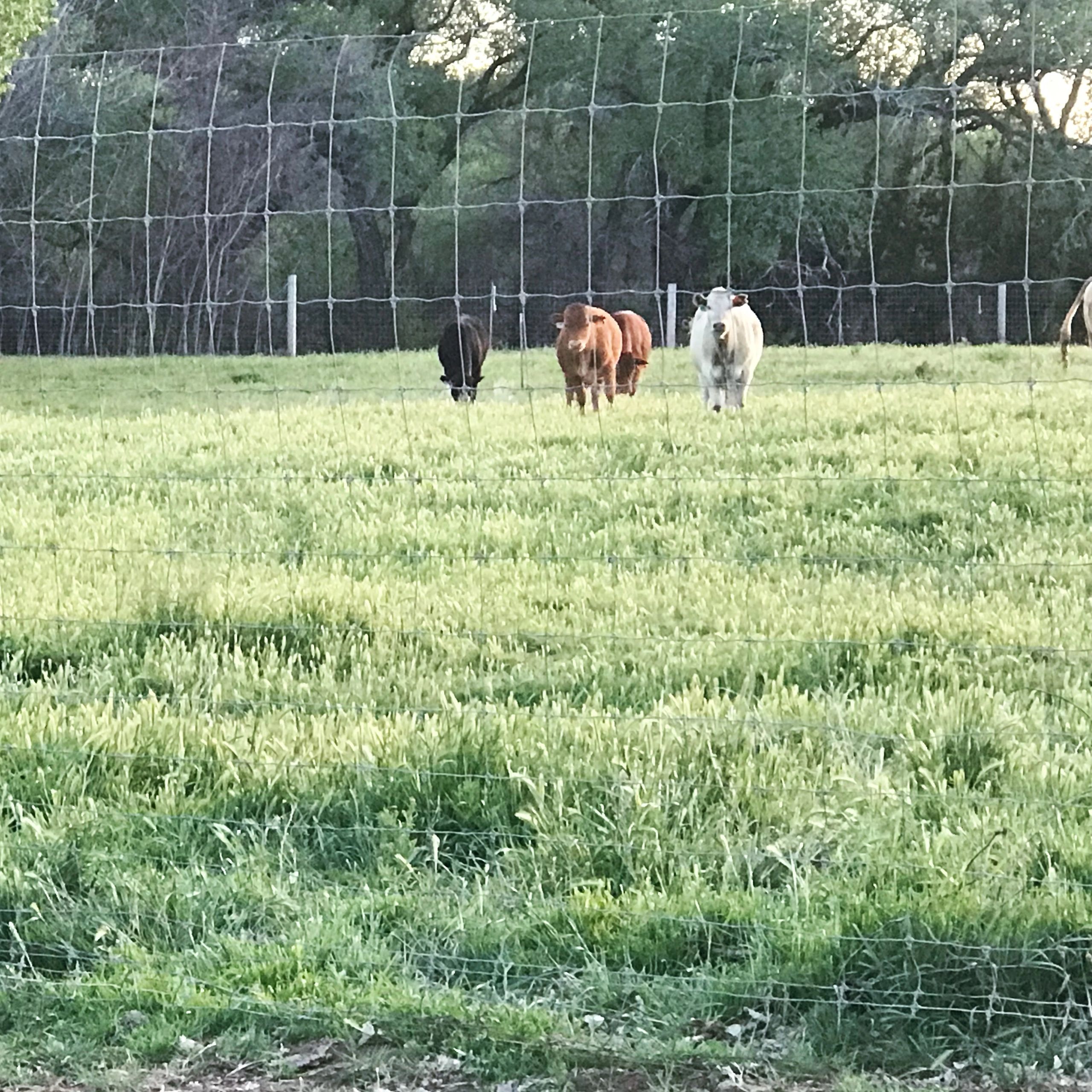 About | EZ Ranch Beef