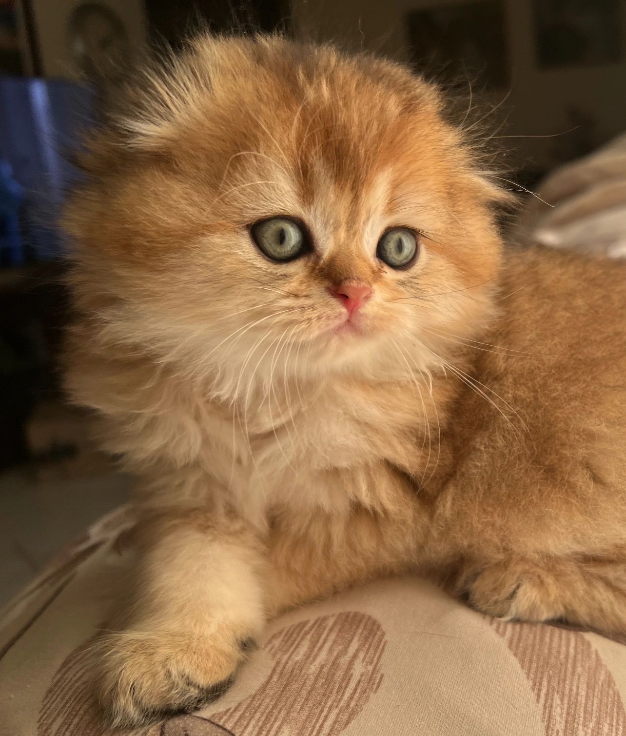Scottish Fold Hair Scottish Fold, Scottish Straight And British Short