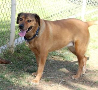 Adoptable Dogs | Southern AZ Beagle Rescue,Inc.