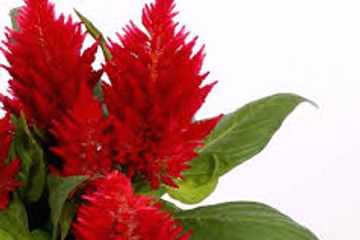 Annuals | Islandscaping Garden Center