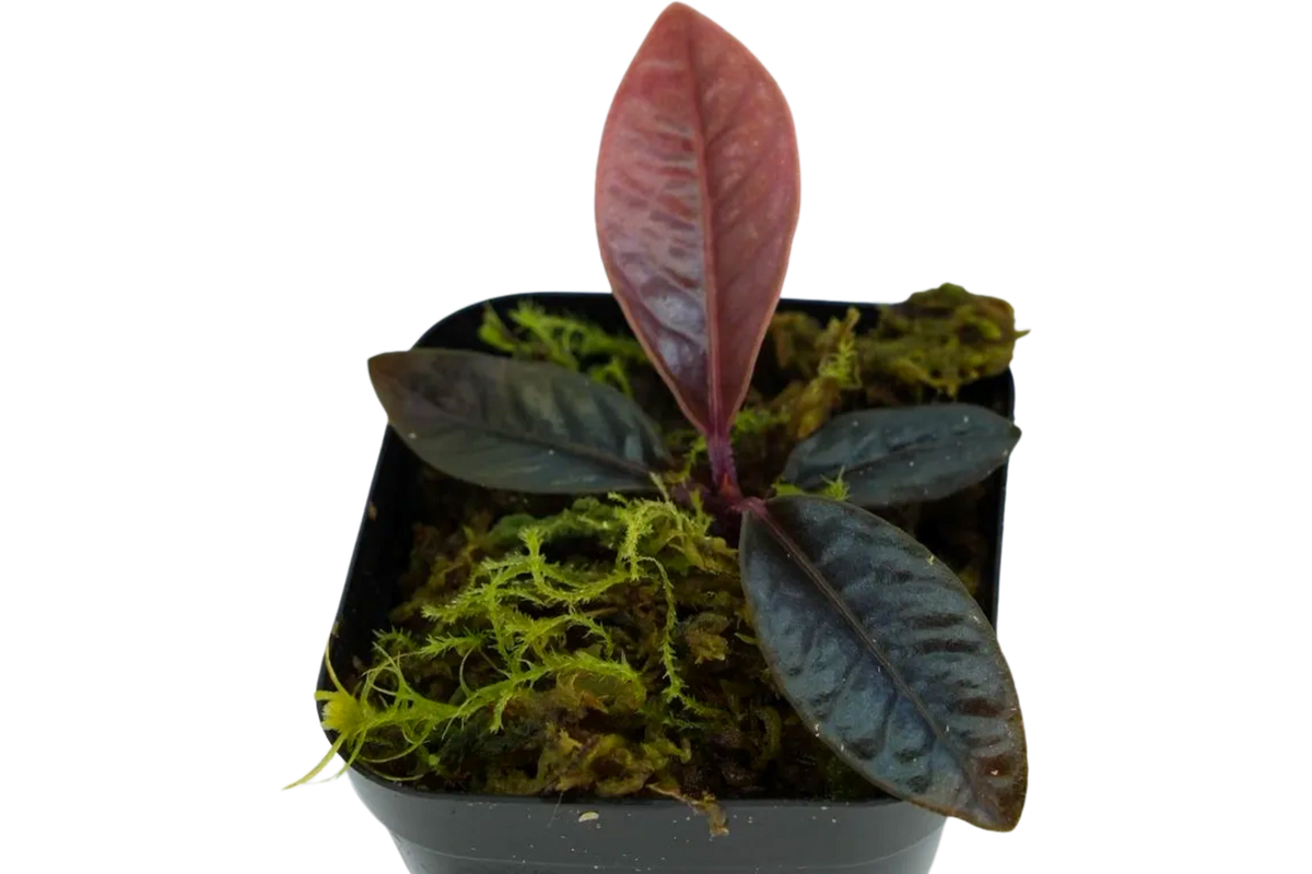 Labisia sp. Brown Type 2