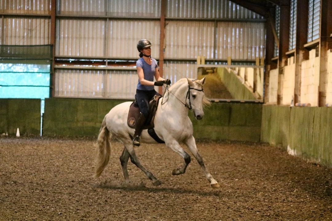Experienced Riding Instructor and Classical Dressage Trainer
