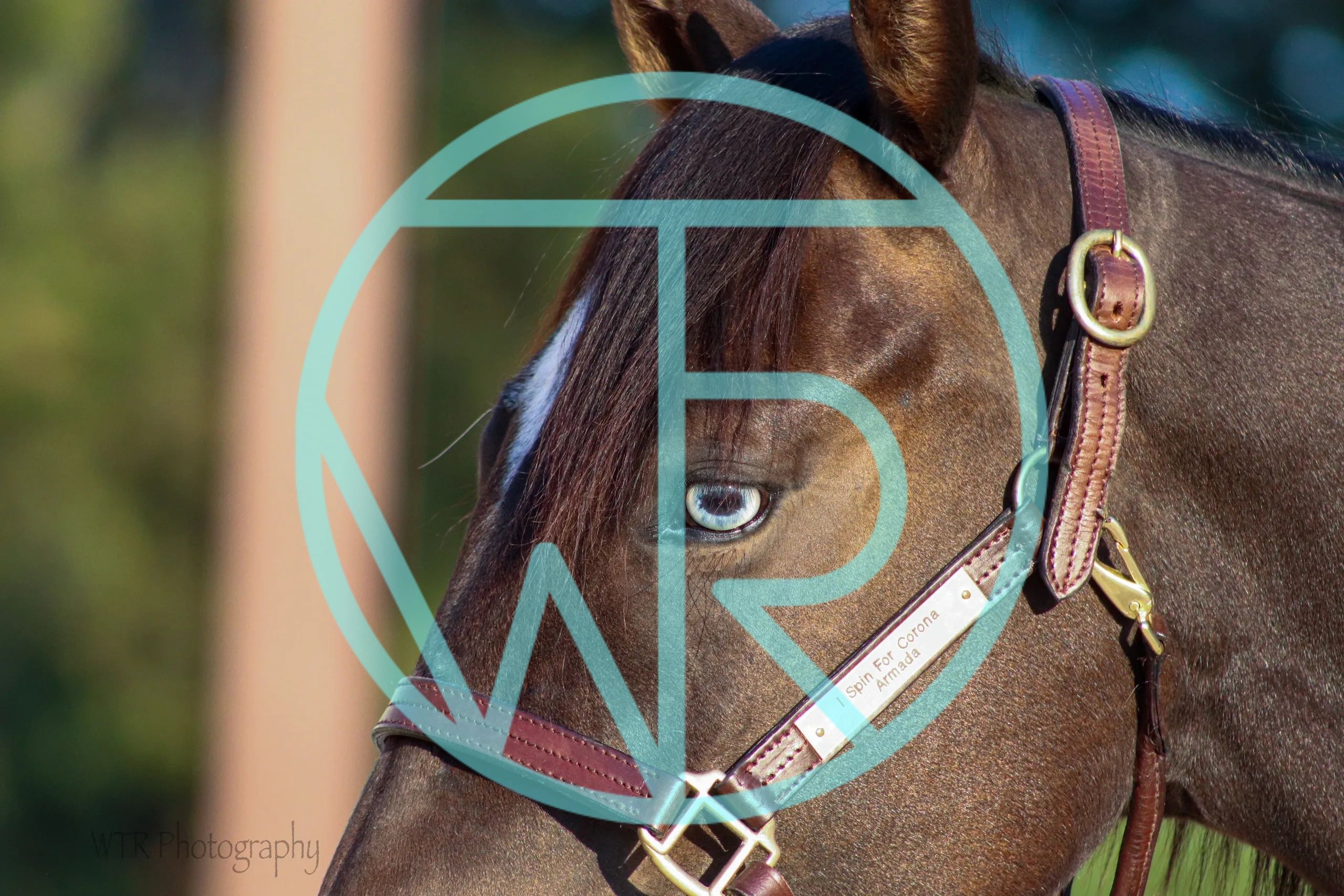 WT Ranch Performance Horses