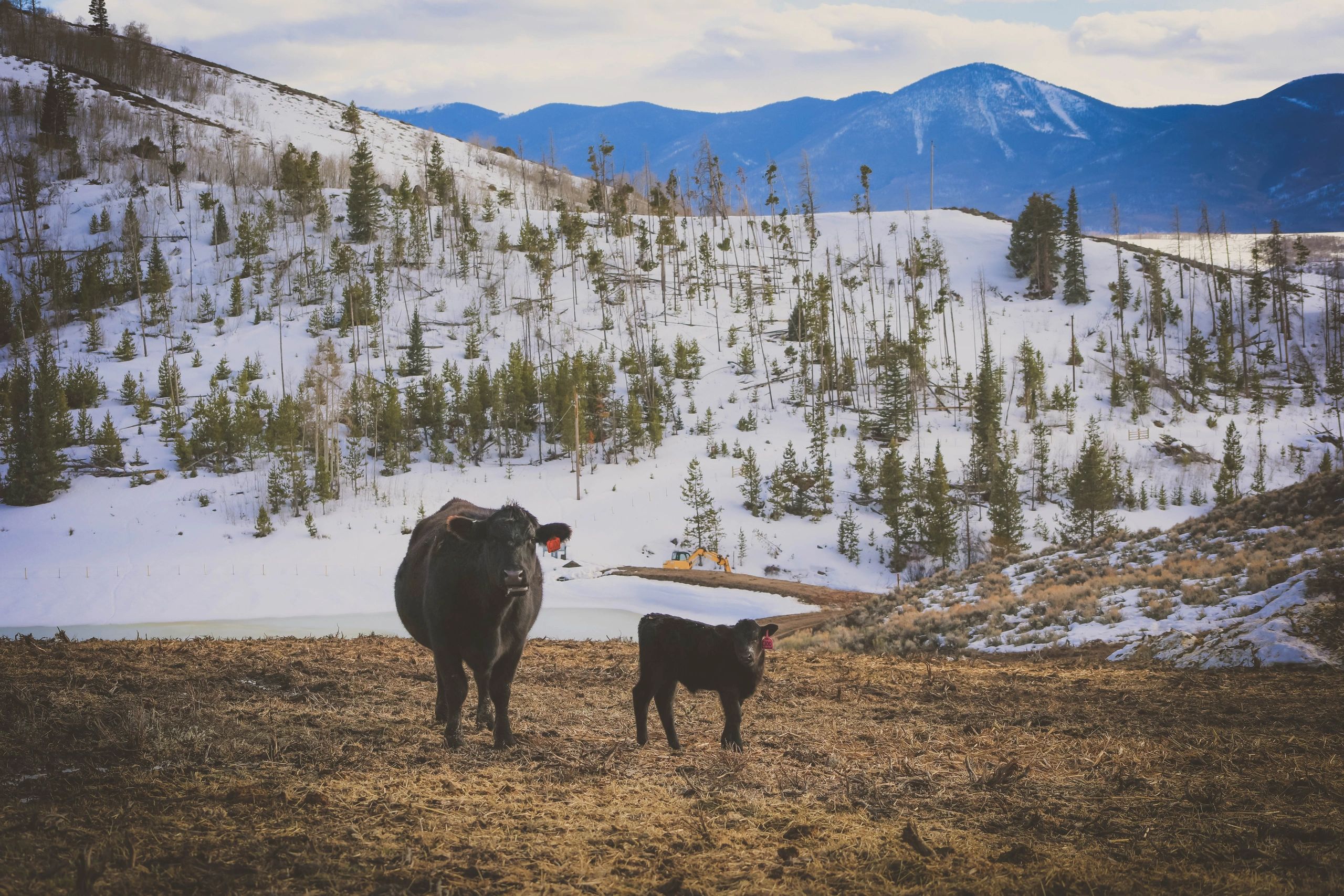 Beef Prices | Highest Altitude Angus™