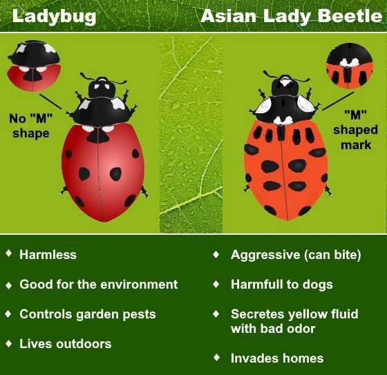 Lady Bug Vs. Lady Beetle