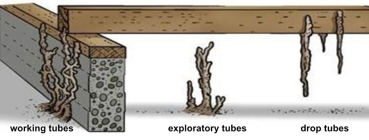 Termite Mud Tubes, or Shelter Tubes!