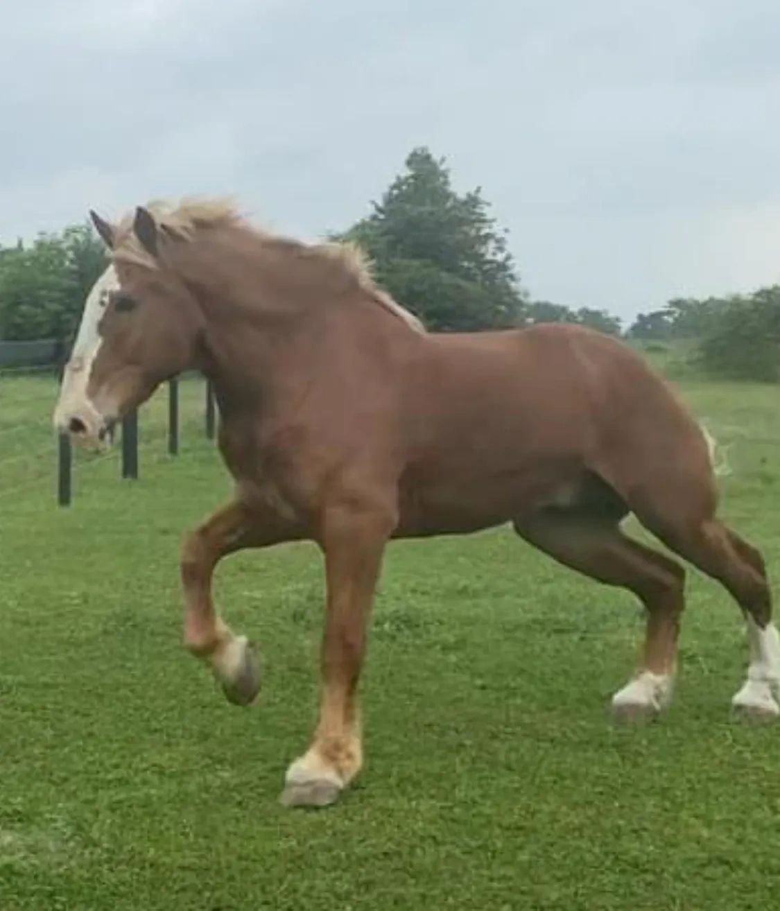 Clover RS Horse Rescue Inc