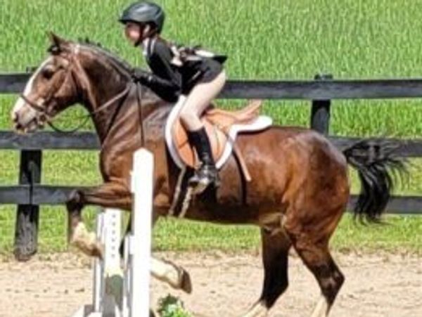 Riding Lessons - Greyden Equestrian