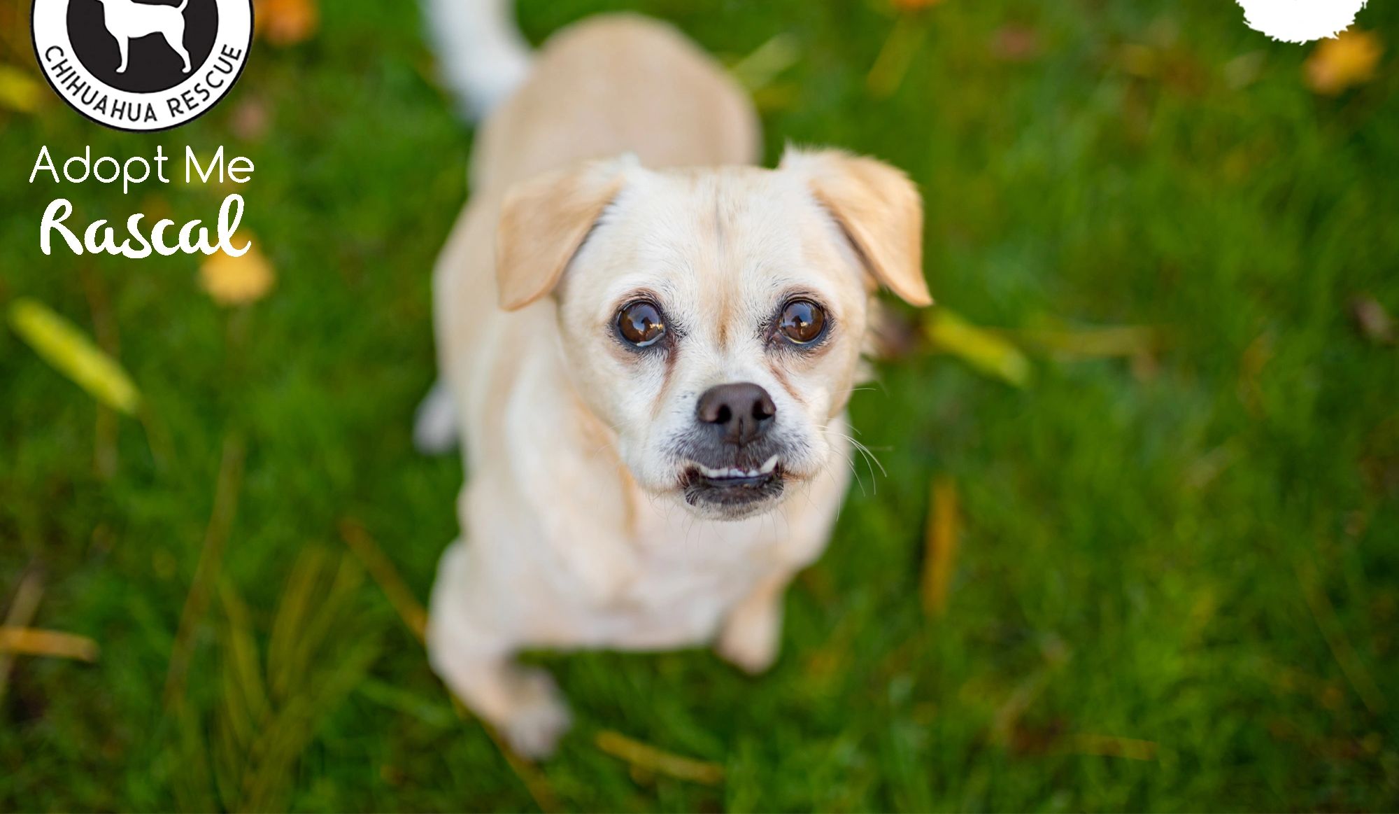 What Is An Ex Breeding Dog