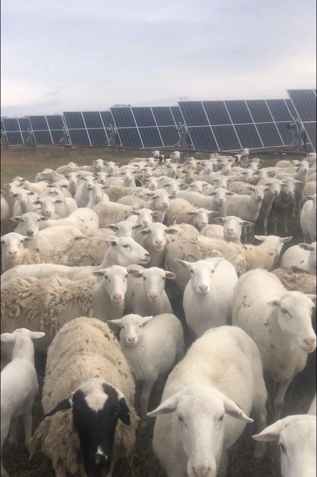 Texas Solar Sheep