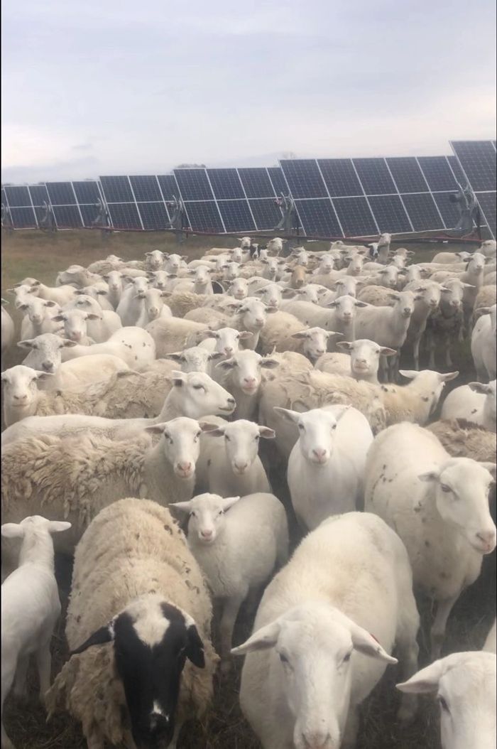 Texas Solar Sheep