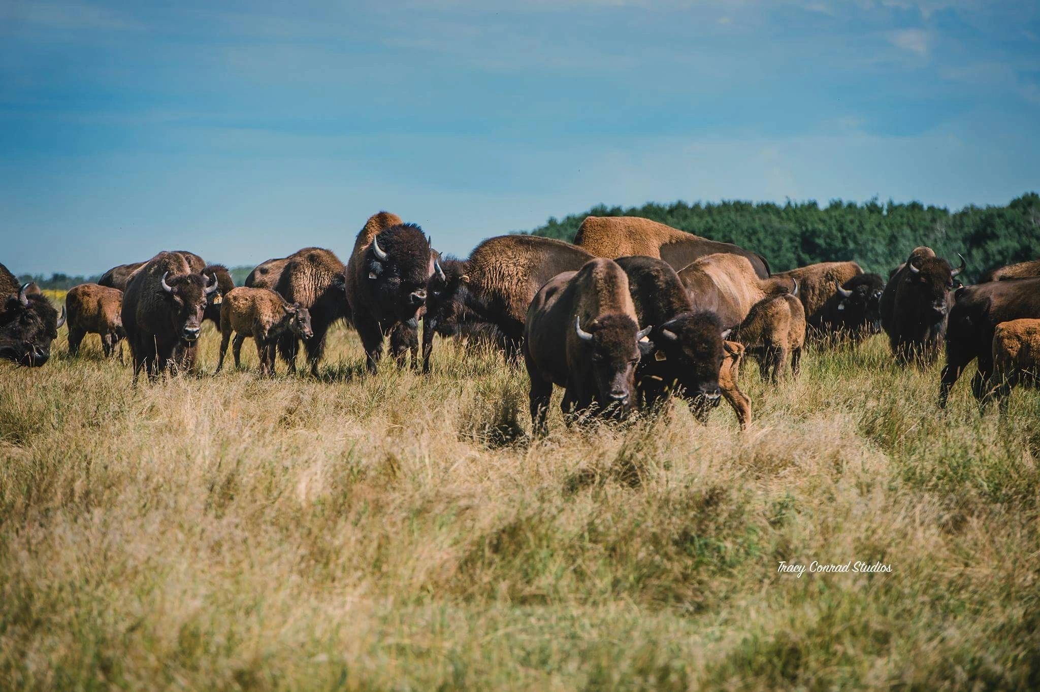 Bison Meat Manitoba - Central Plains Bison Inc.