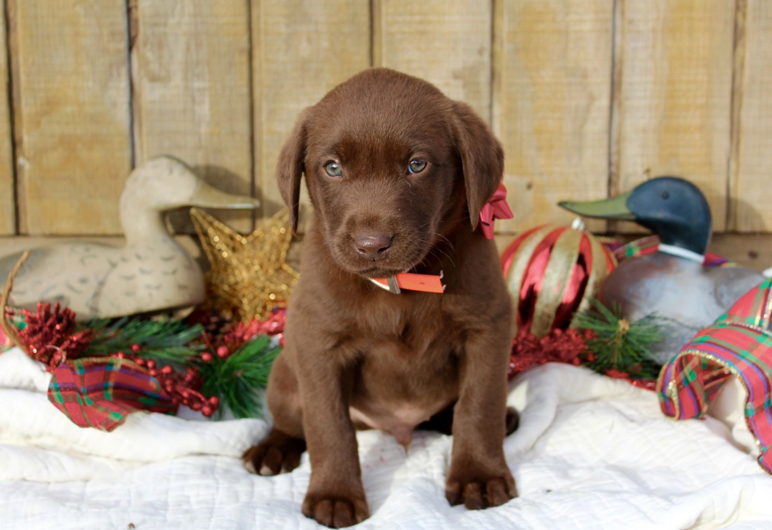 Christmas Chocolate Lab Puppies