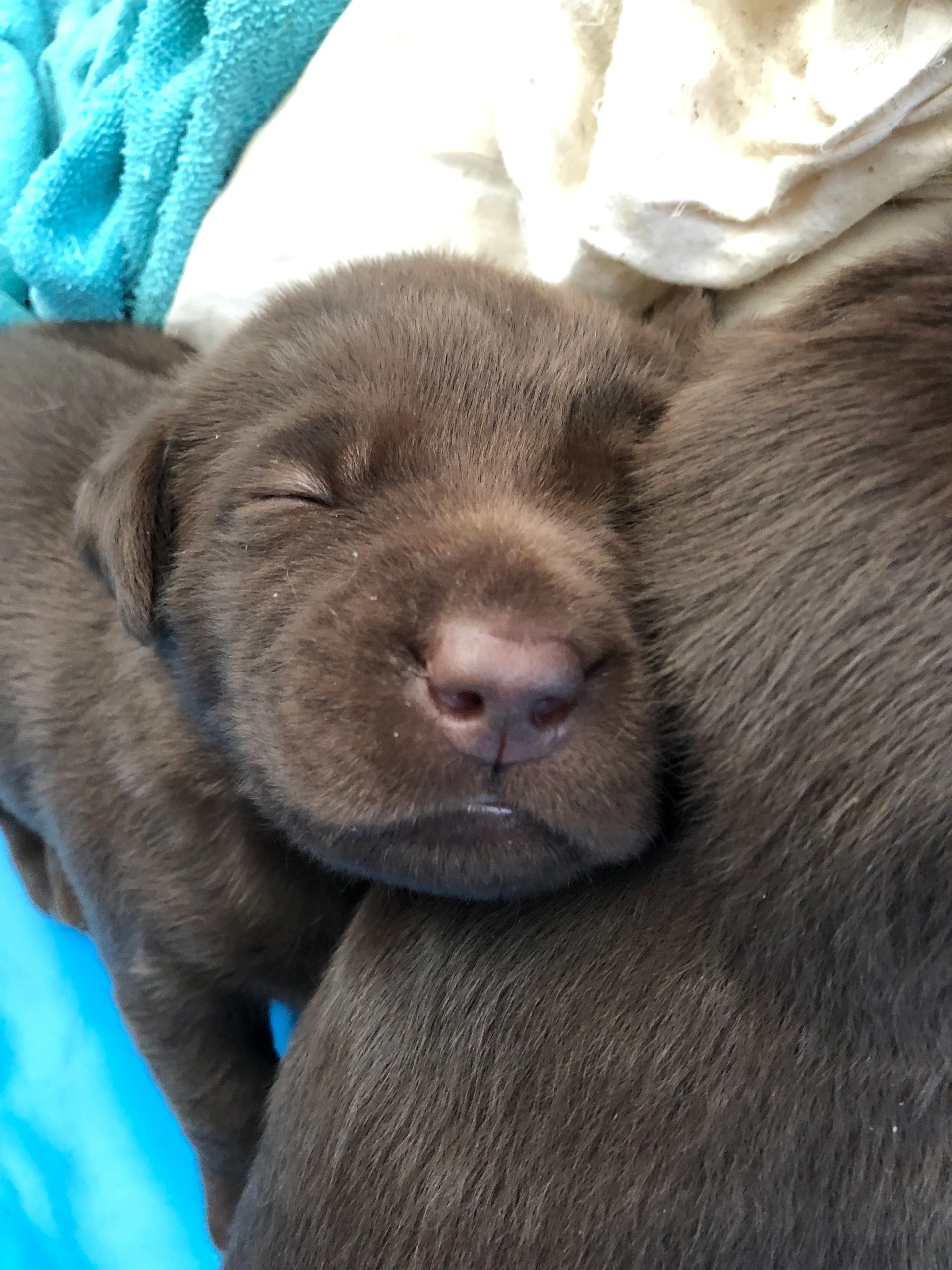 Blue Eyed Chocolate Lab Puppies