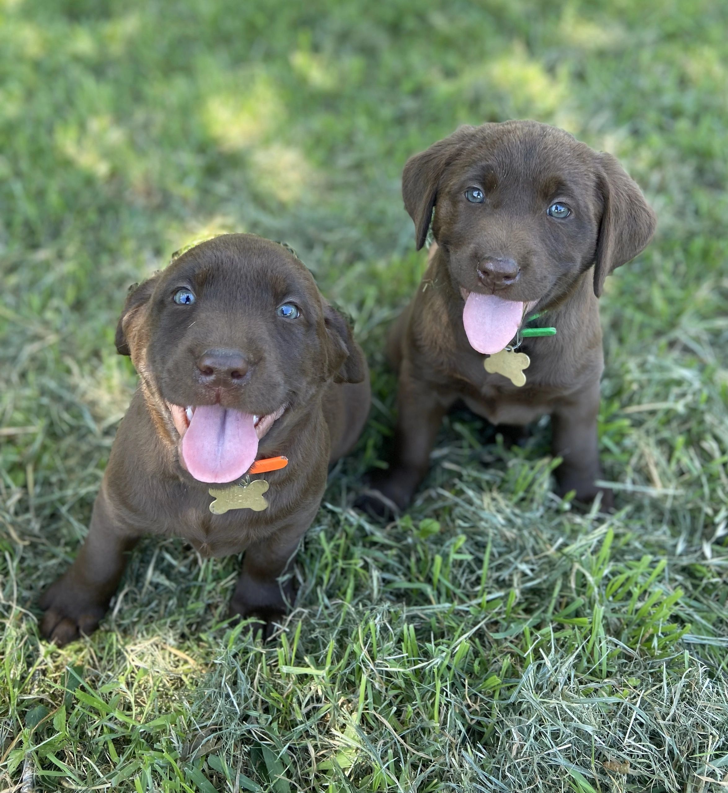 New Litter! Chocolate Labrador Retriever Puppies