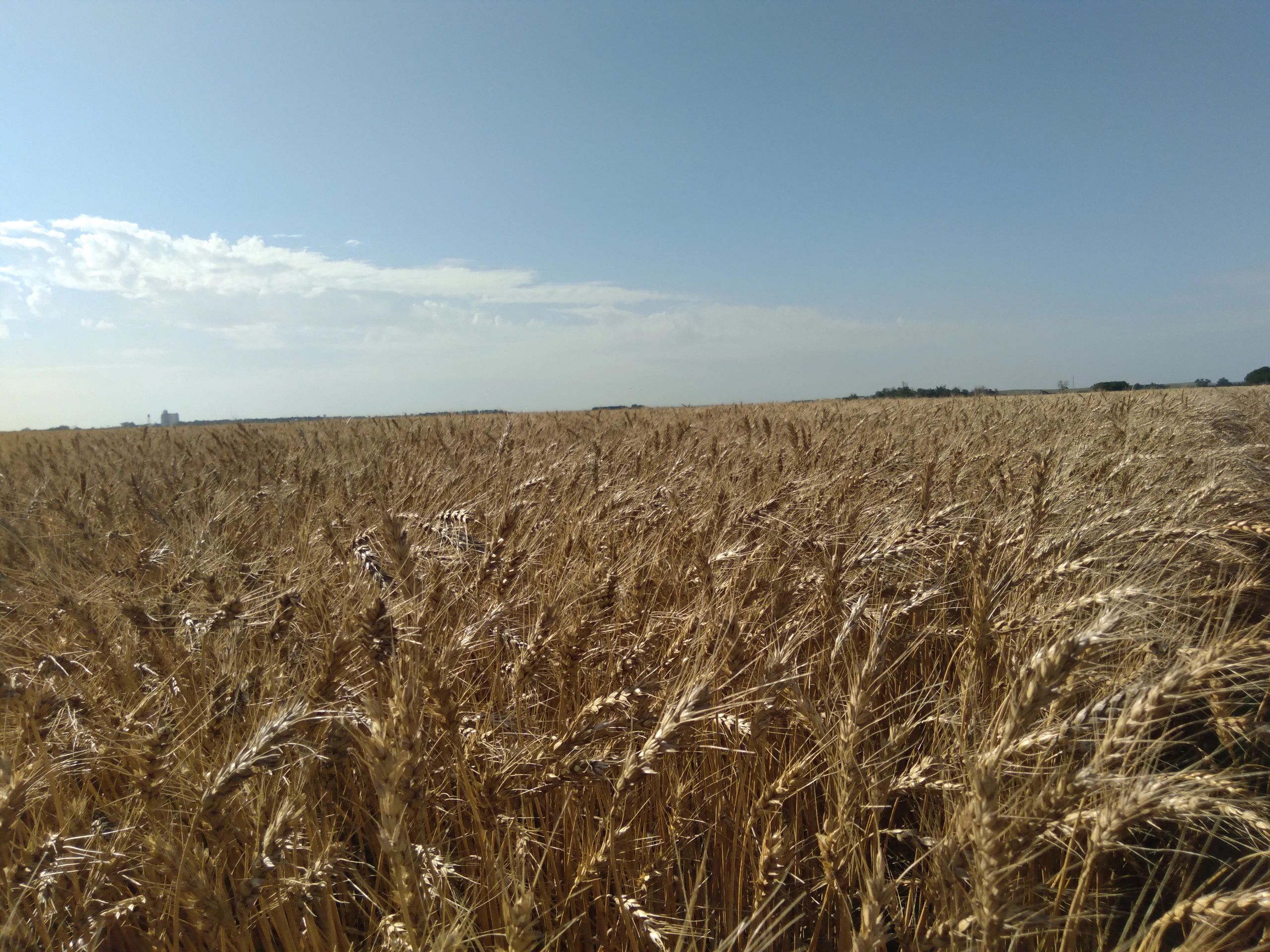 Ed Junior Farm, Inc.